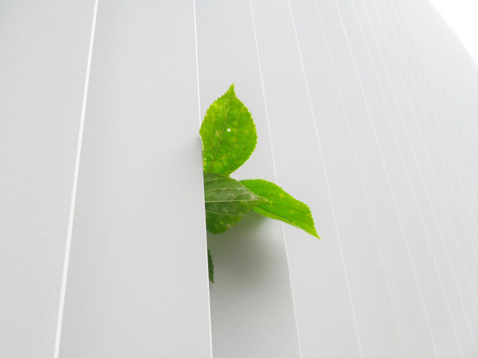 Dr. Stephan Barth Lebenswissenschaftler & Mediziner